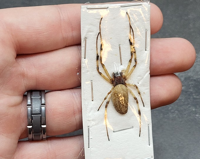 Real Golden Hermit Silk Orb Weaver Garden Spider Small Arachnid Insect ...