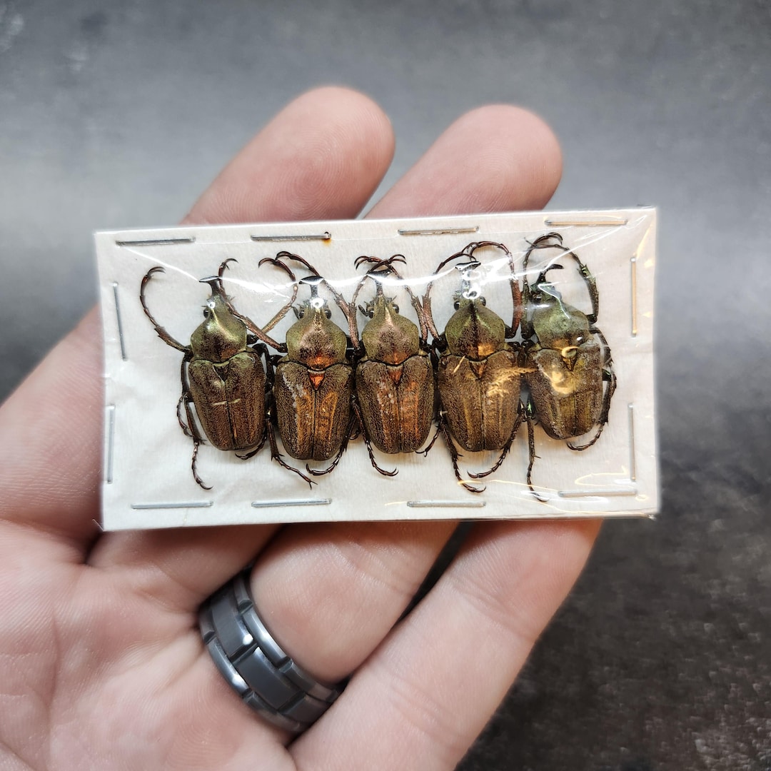 Bronze Metallic Scarab Horned Beetle Real Insect Bug Taxidermy Craft ...