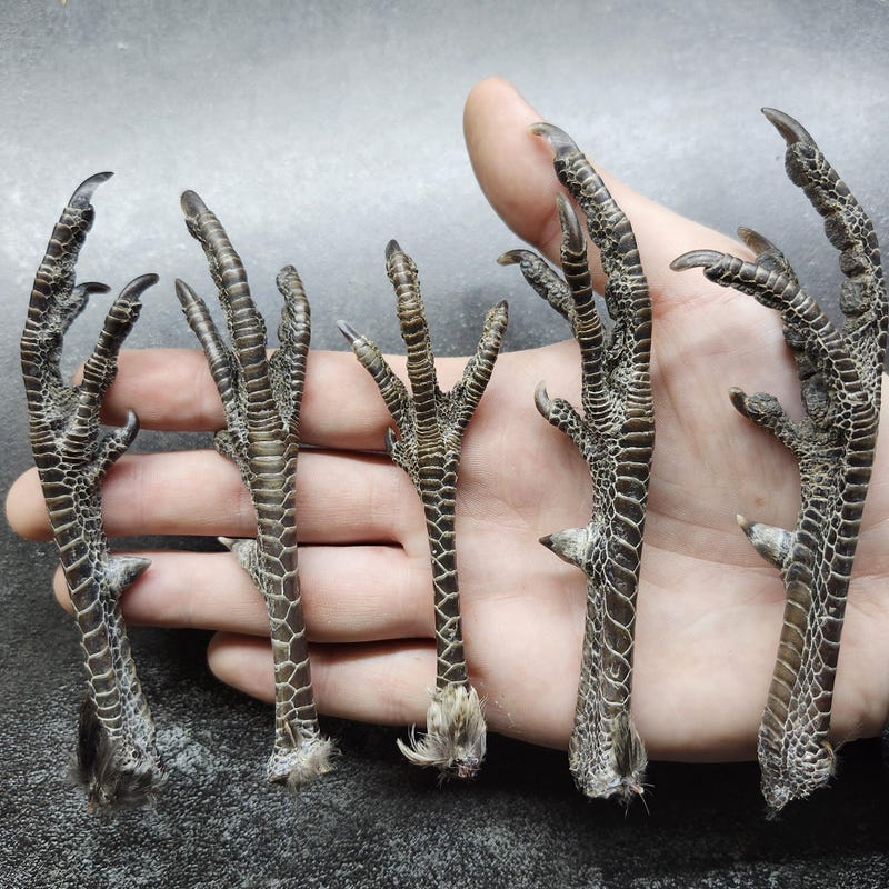Real Bird Talons - Etsy