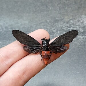 RARE: Scarlet Red Small Cicada Spread Small Real Insect Bug Taxidermy ...