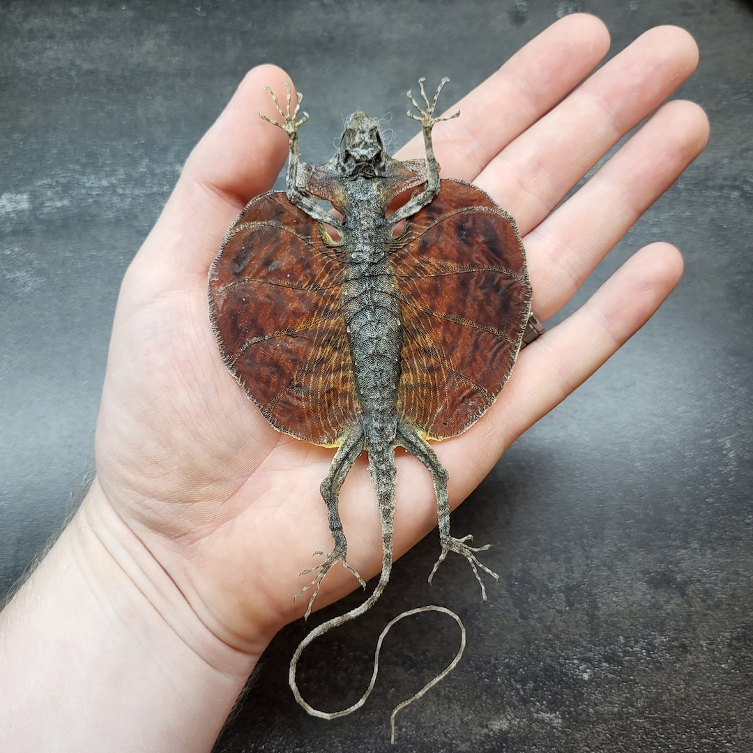 Large Flying Draco Volan Dried Lizard Spread Orange Winged Big Real ...
