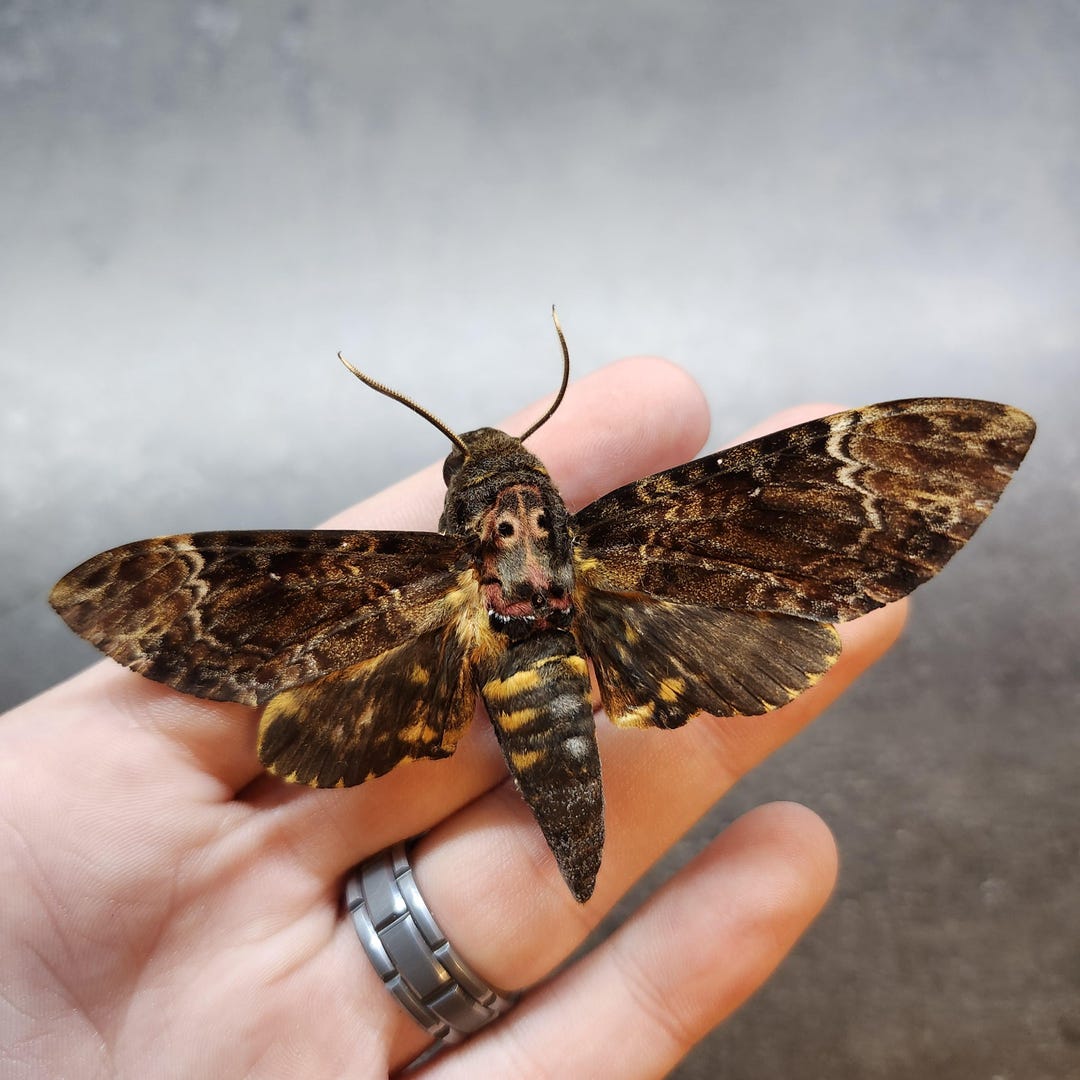 Greater Deaths Head Hawk Skull Moth Dried Insect Specimen (unspread) A ...