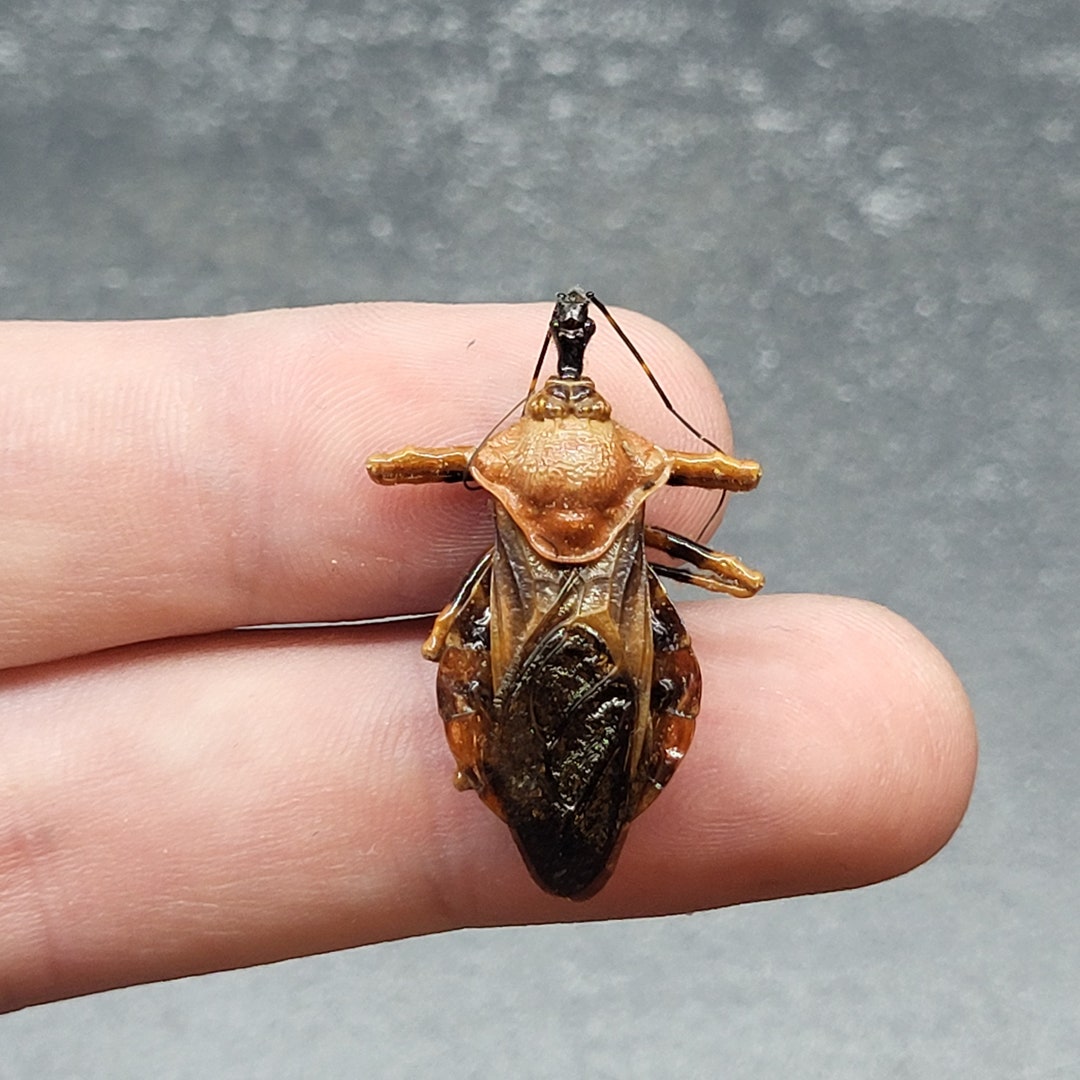 RARE Malaysian Assasin Bug Beetle Real Insect Bug Taxidermy Craft-ready ...