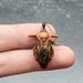 RARE Malaysian Assasin Bug Beetle Real Insect Bug Taxidermy Craft-ready ...