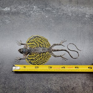Large Flying Draco Volan Lizard Spread Yellow Winged Big Real Reptile ...