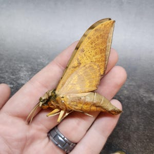 Sphinx Hawk Moth (1) Dried Insect Specimen A/A- Closed Wings Unmounted ...