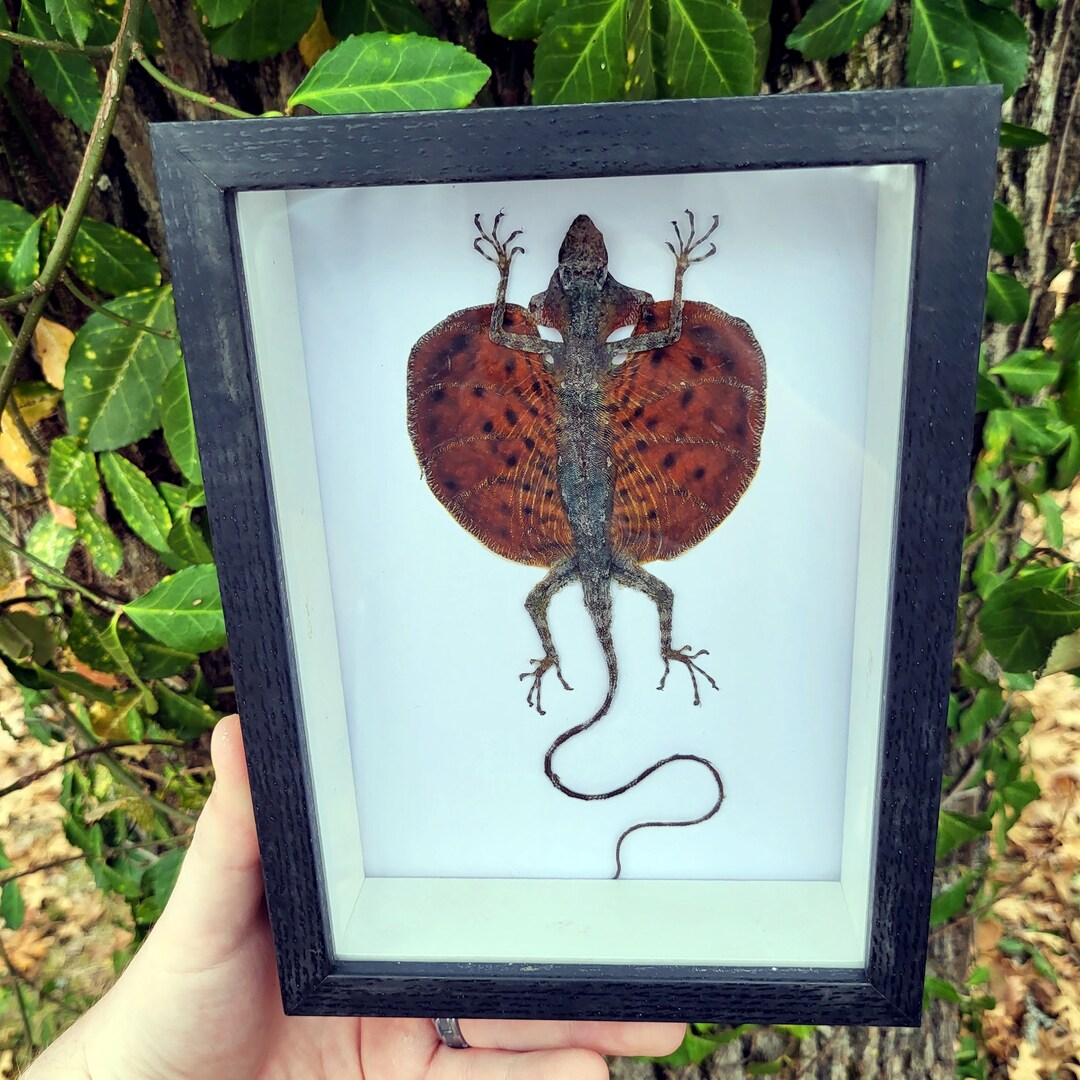 Large Flying Draco Volan Lizard Spread Framed Shadowbox Display Orange ...