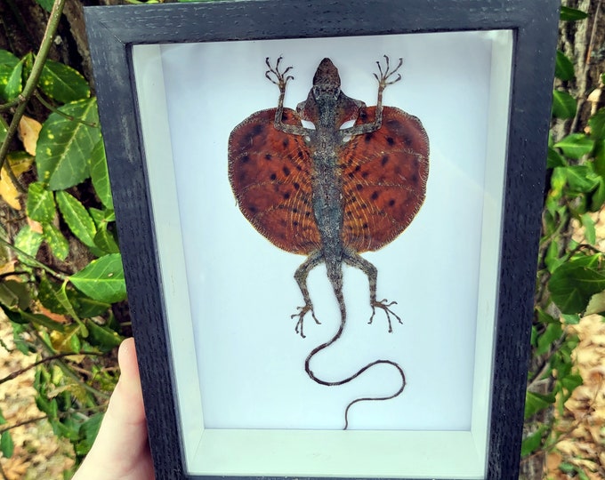 Large Flying Draco Volan Lizard Spread Framed Shadowbox Display Orange ...