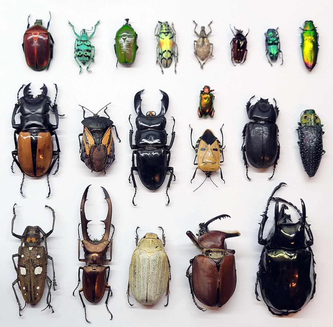 SPECIAL: "the Beetle Collection" (20) Real Beetles Insect Bug Taxidermy ...