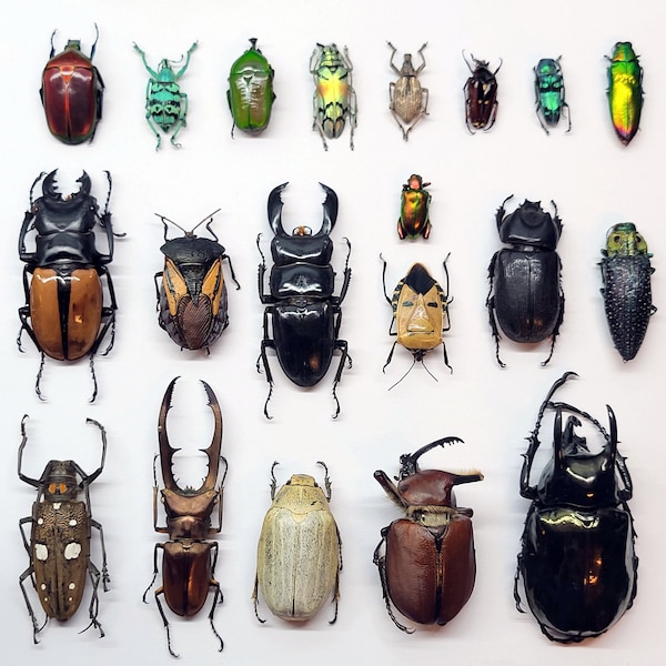 Beetle Collection - Etsy