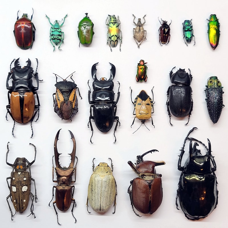 Beetle Collection - Etsy