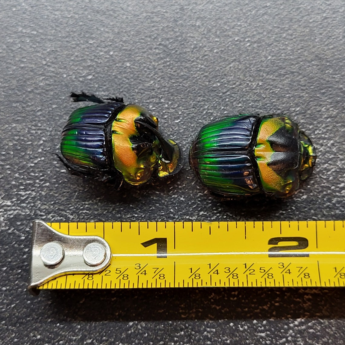 RARE Phanaeus Imperator Metallic Rainbow Dung Scarab Beetle Pair (male ...