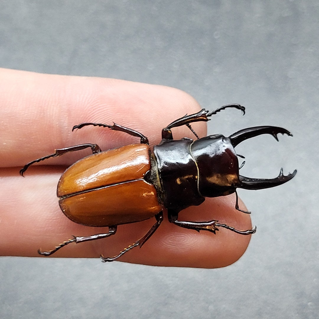 Small Golden Stag Scarab Beetle Big Real Insect Bug Taxidermy Craft ...