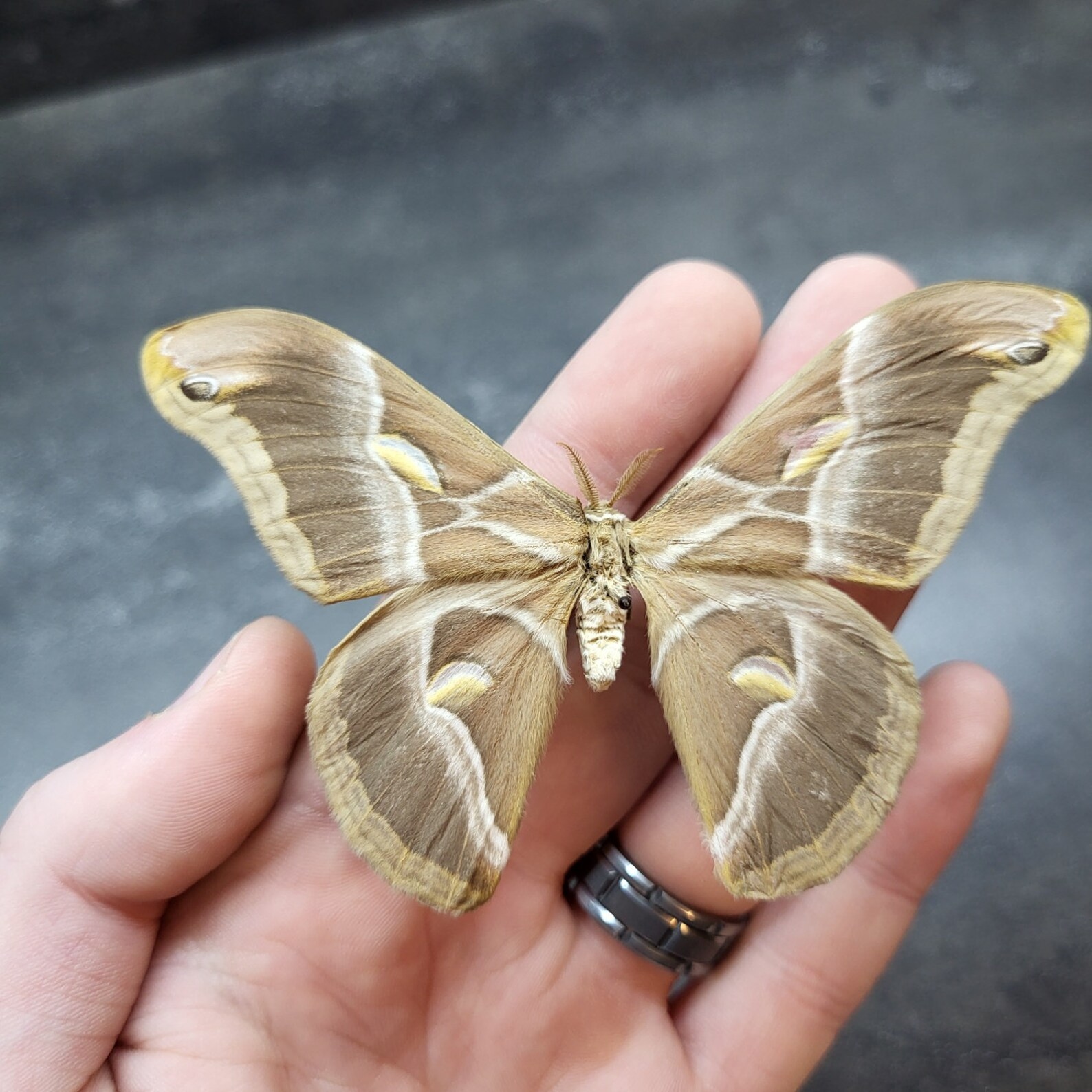 Beautiful Ailanthus Silkmoth Silk Moth Unspread Insect Bug Taxidermy ...
