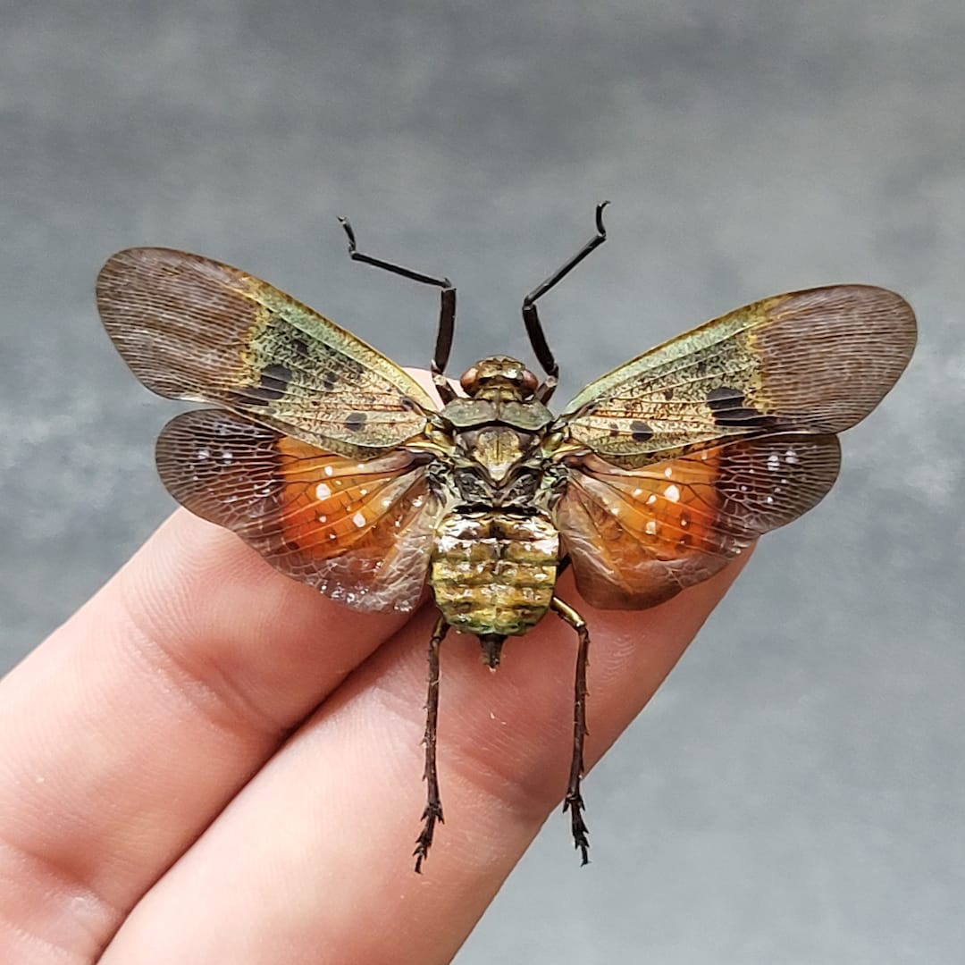 Colorful Plant Hopper Lanternfly Big Real Insect Bug Taxidermy Craft ...