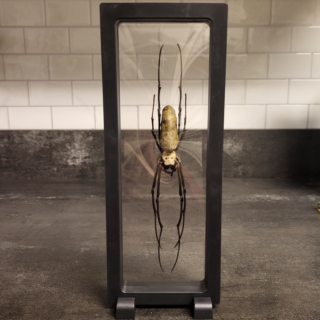 Real Large Orb Weaving Weaver Spider (nephila Pilipes)arachnid Floating ...