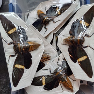 Large Malaysian Forest Cicada Spread Papered Beautiful Real Insect Winged Bug Taxidermy Craft ...