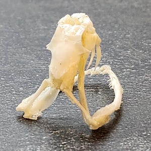 Real White Lipped Tree Pit Viper Snake Skull Trimeresurus Albolabris ...