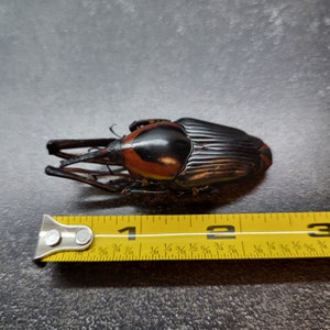 Giant Red Bamboo Long Armed Weevil Beetle (unspread) Big Real Insect ...