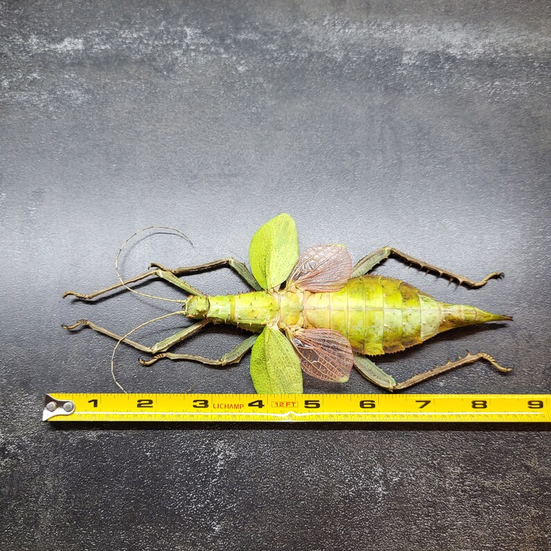 RARE: Giant Malaysian Jungle Nymph SPREAD Big Real Huge Leaf - Etsy