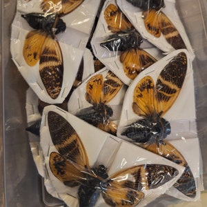 Large Orange Cicada Spread Beautiful Real Insect Bug Taxidermy Craft ...