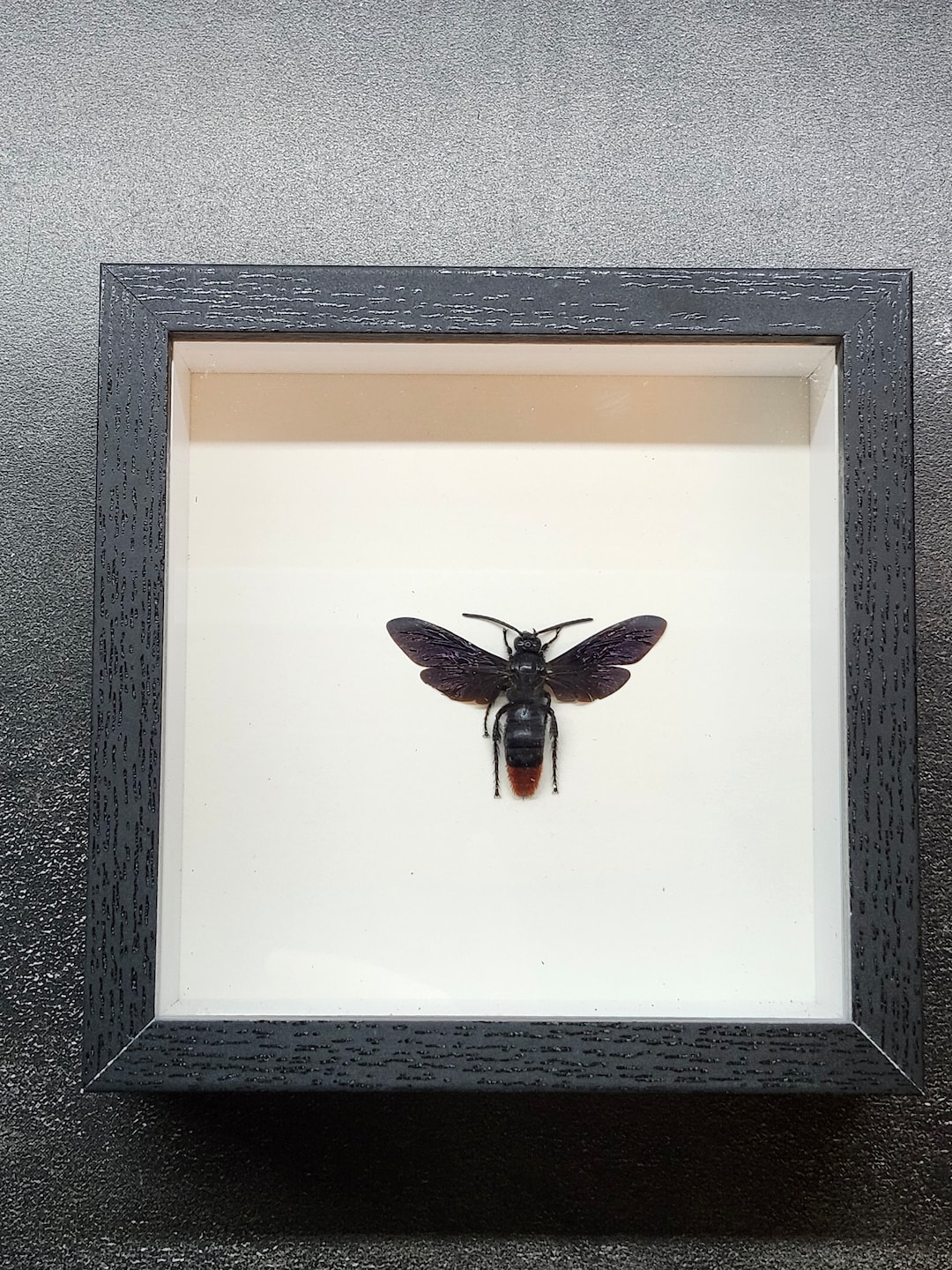 Rare Large Megascolia Red Wasp Wings Spread Shadowbox Display Frame ...