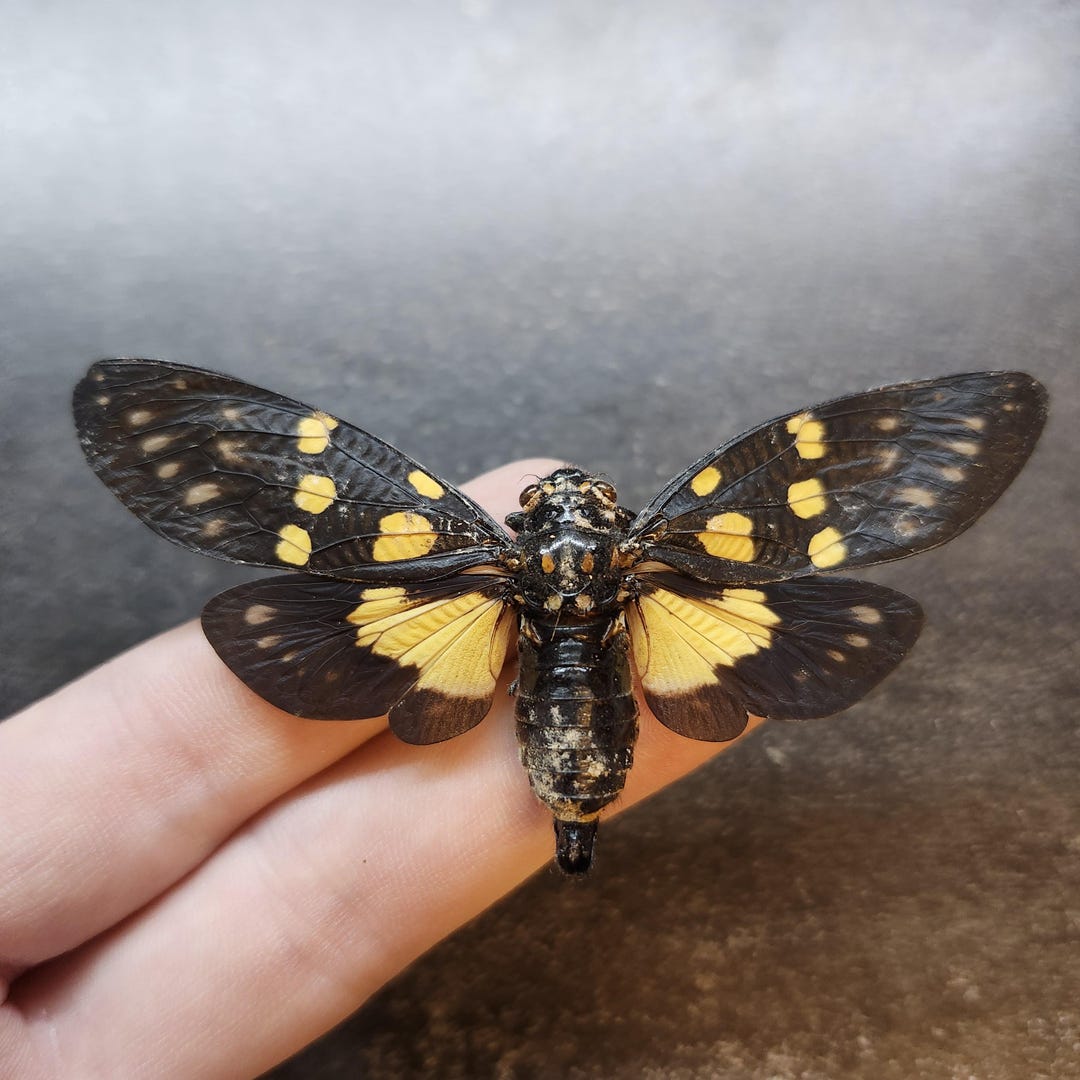 Yellow Spotted Black Cicada Real Insect Bug Taxidermy Gaeana Cheni ...