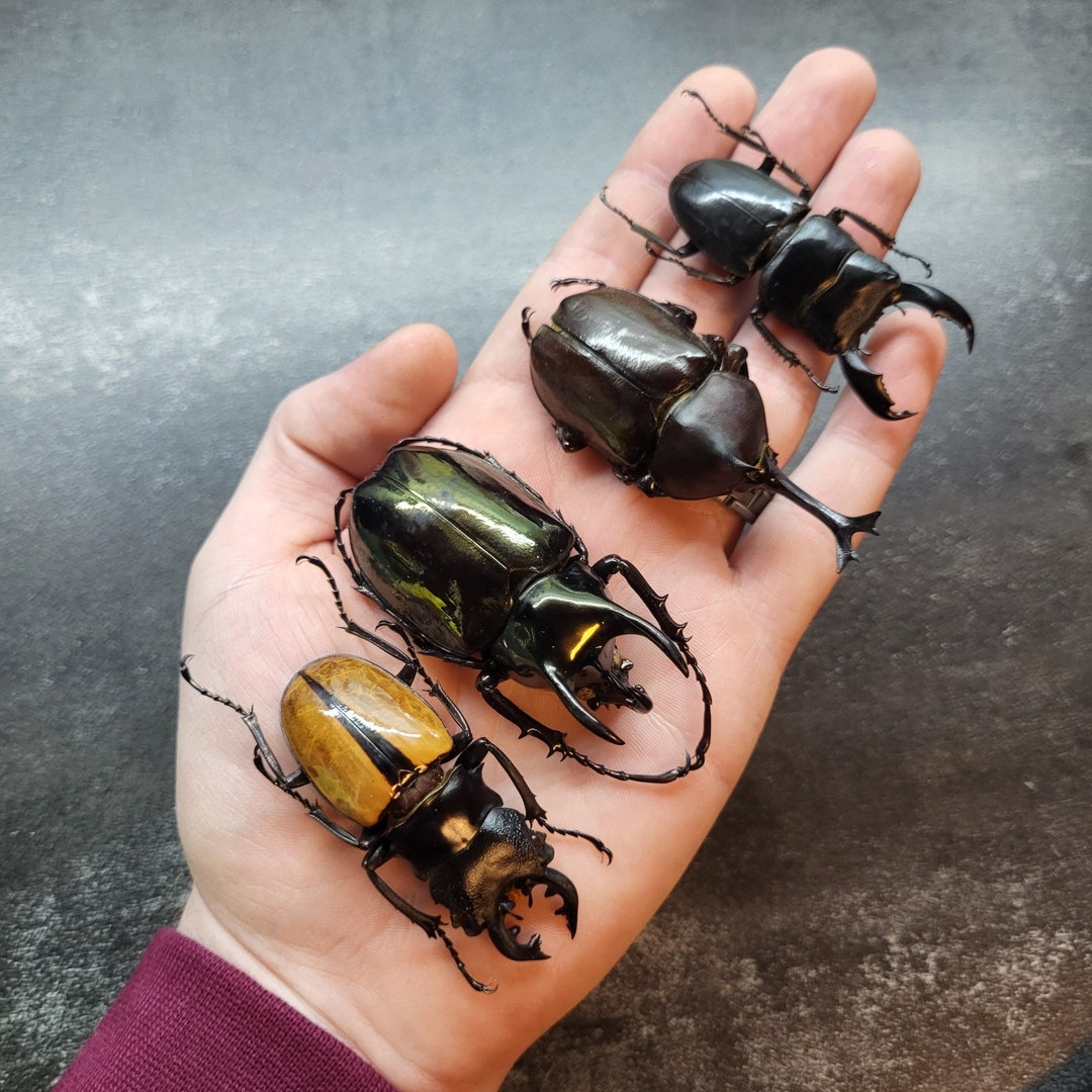SPECIAL: 4 Pack Large Beetles, Japanese Rhino, Atlas, Golden Stag ...
