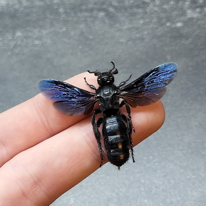 AbugsLifeCreations - Etsy