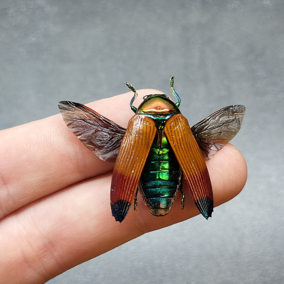 Metaxymorpha Apicalis SPREAD Small Rainbow Jewel Beetle Real Metallic ...