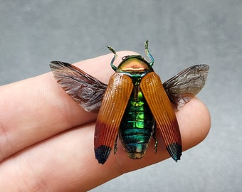 Chrysochroa Aurora SPREAD Large Rainbow Jewel Beetle Real Metallic ...