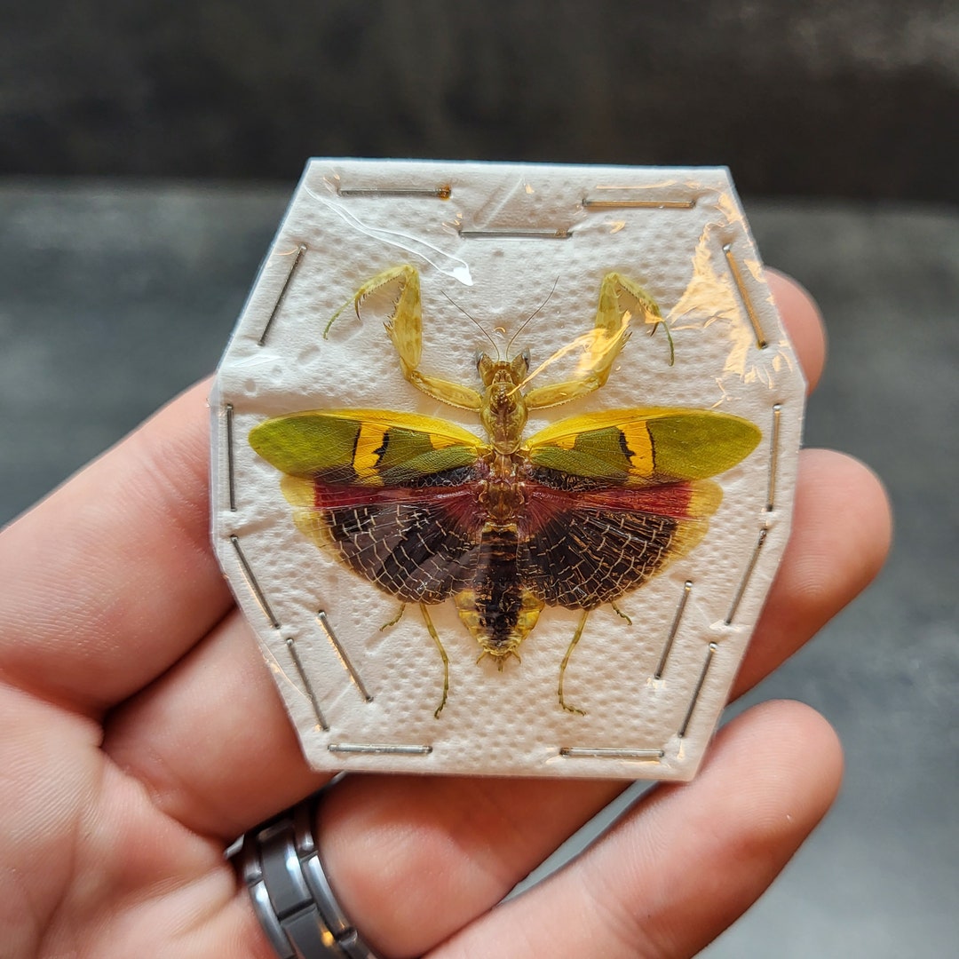 Beautiful Malaysian Pink Flower Praying Mantis Insect Bug Green Yellow ...