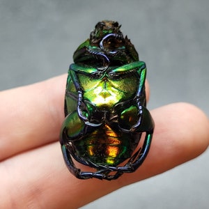 Large Shining Leaf Metallic Green Rainbow Chafer Beetle Chrysophora ...