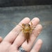 Large Indonesian Purana Cicada Spread Beautiful Orange Real Insect Bug ...