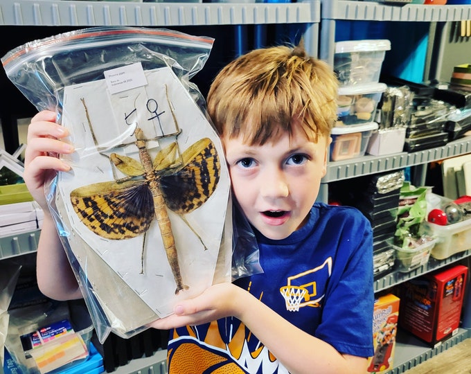 RARE Goliath Flying Umbrella Walking Stick Bug Huge Big Real Insect ...