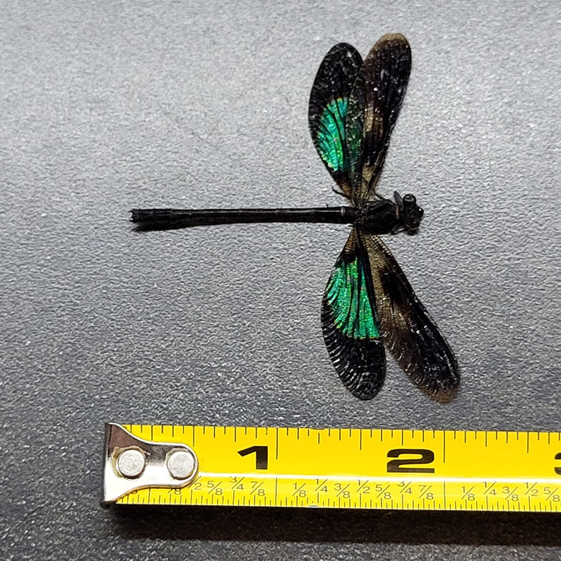 Fancy Metallic Damselfly Big Real Insect Bug Taxidermy - Etsy