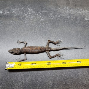 Real Preserved Bent Toed Gecko Lizard Reptile Insect Bug Taxidermy ...