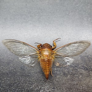 Large Indonesian Purana Cicada Spread Beautiful Orange Real Insect Bug ...