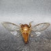 Large Indonesian Purana Cicada Spread Beautiful Orange Real Insect Bug ...
