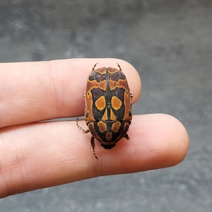 BEAUTIFUL Red Tribal Mask Chafer Beetle (2) Pack Pachnoda Aemula Lot ...