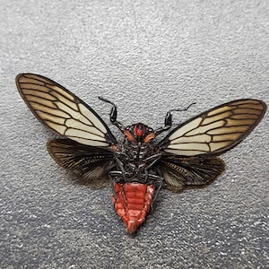 SPECIAL: (5) Pack Lot Red Devil Cicada Spread Small Real Insect Bug ...