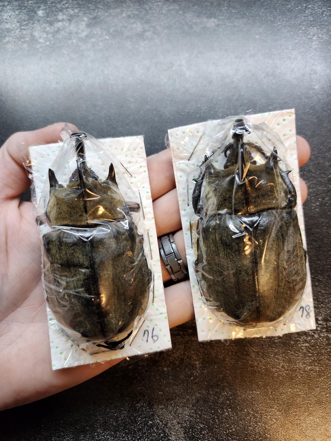 Rare: Giant Brazilian Rhinoceros Elephant Beetle Megasoma Gyas Porioni ...