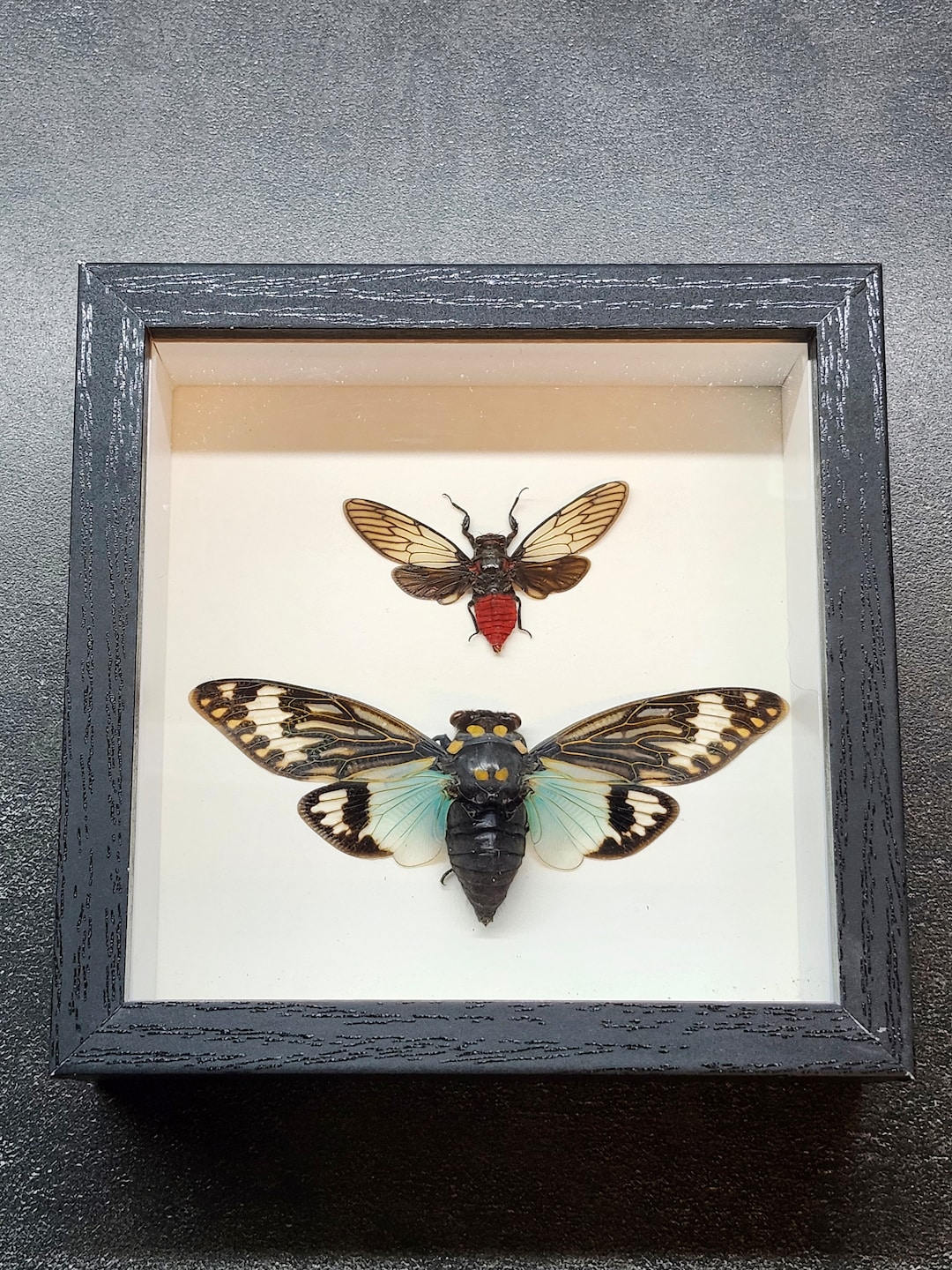 Blue Tropical + Devil Cicada Duo Shadowbox Display Frame Wall Decor ...