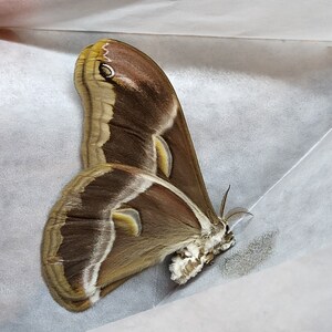 Beautiful Real Eli Silkmoth Silk Moth Unspread Insect Bug Taxidermy ...