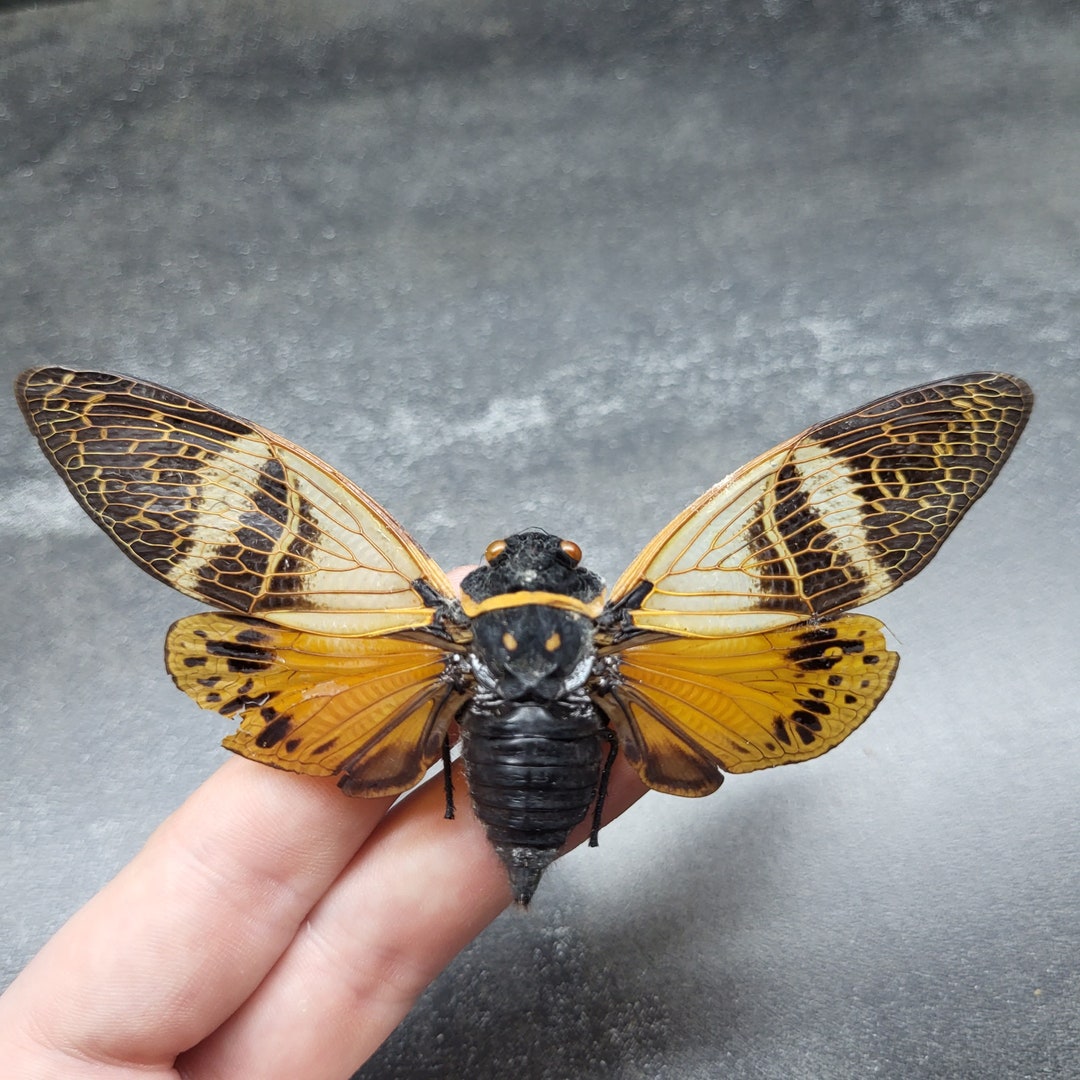 Large Orange Cicada Spread Beautiful Real Insect Bug Taxidermy Craft ...