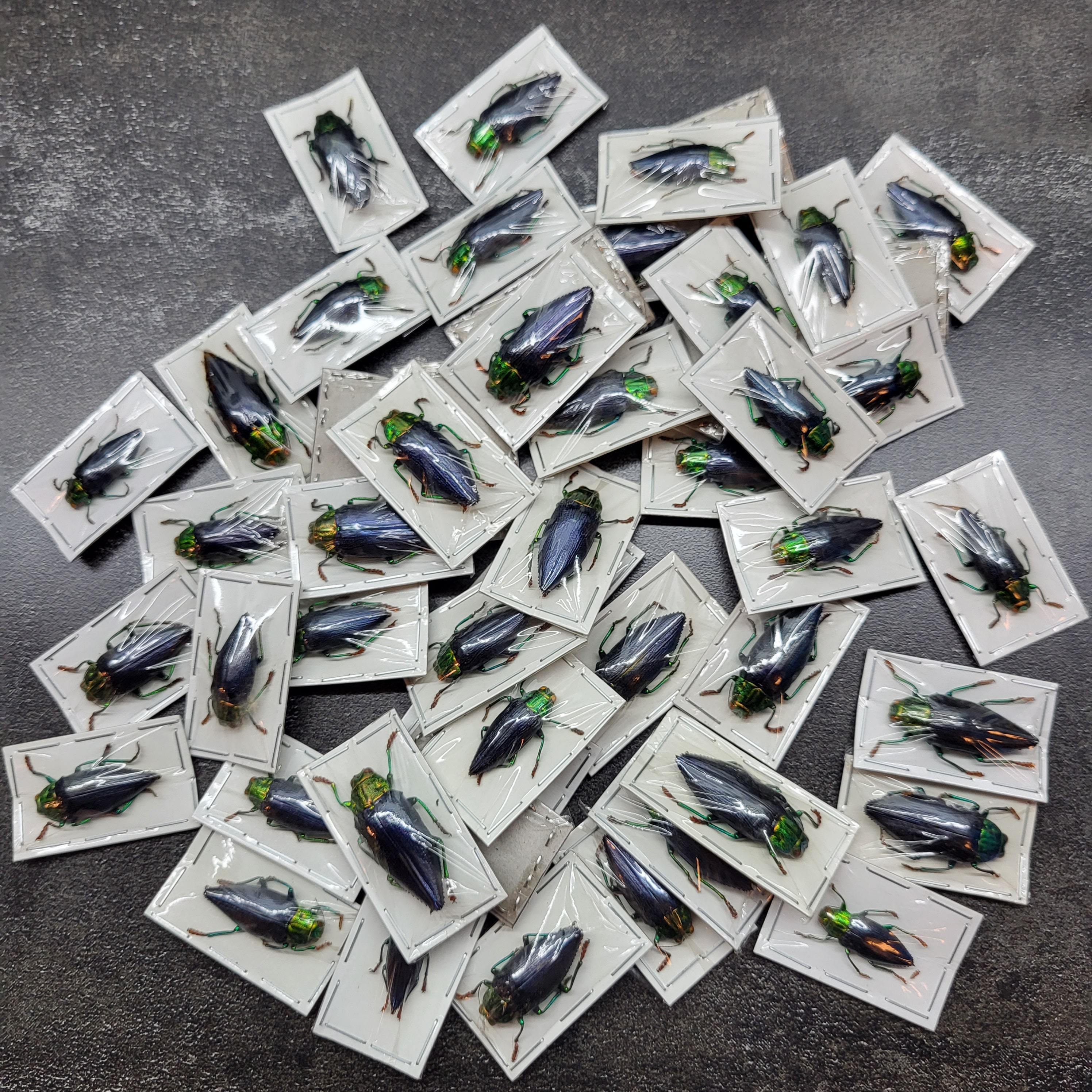 Horaki Jewel Beetle Closed Real Metallic Insect Bug Taxidermy Craft ...