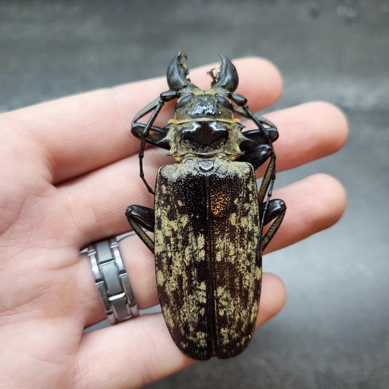 RARE: Giant African Longhorn Beetle Big Real Huge Insect Bug - Etsy