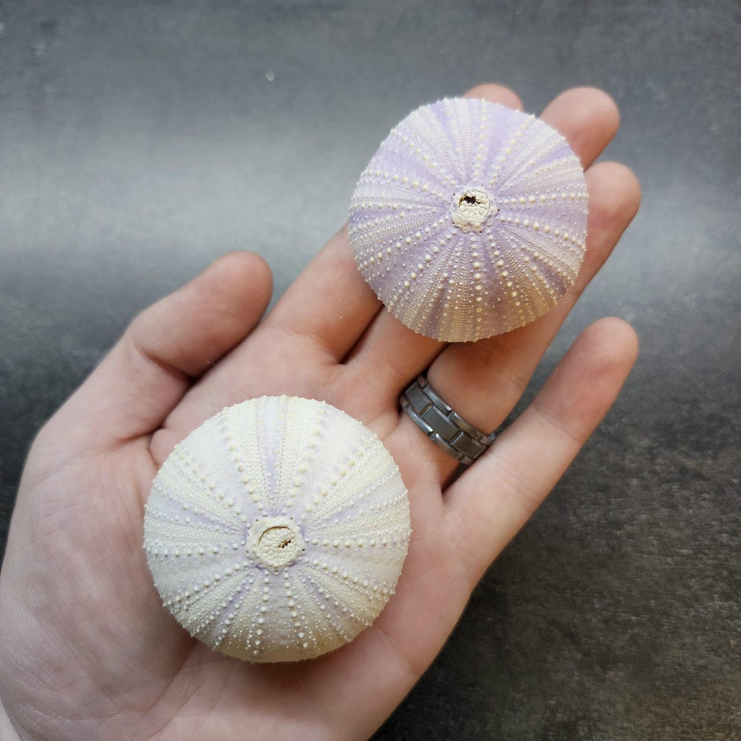 Real Dried Sea Urchin Specimen Striped Purple/cream Small or Medium ...