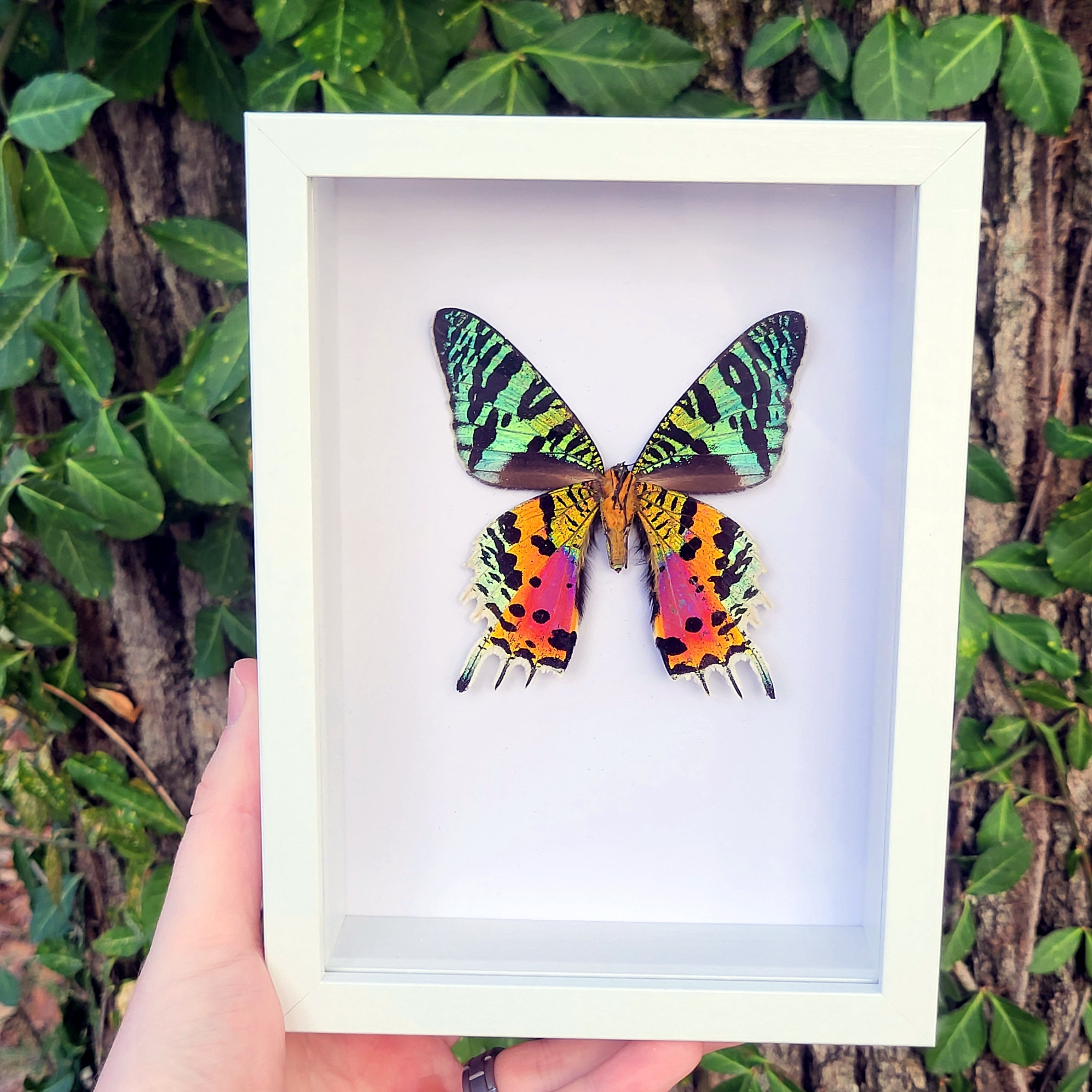 Beautiful Real Madagascar Sunset Moth Spread White Shadowbox Display ...