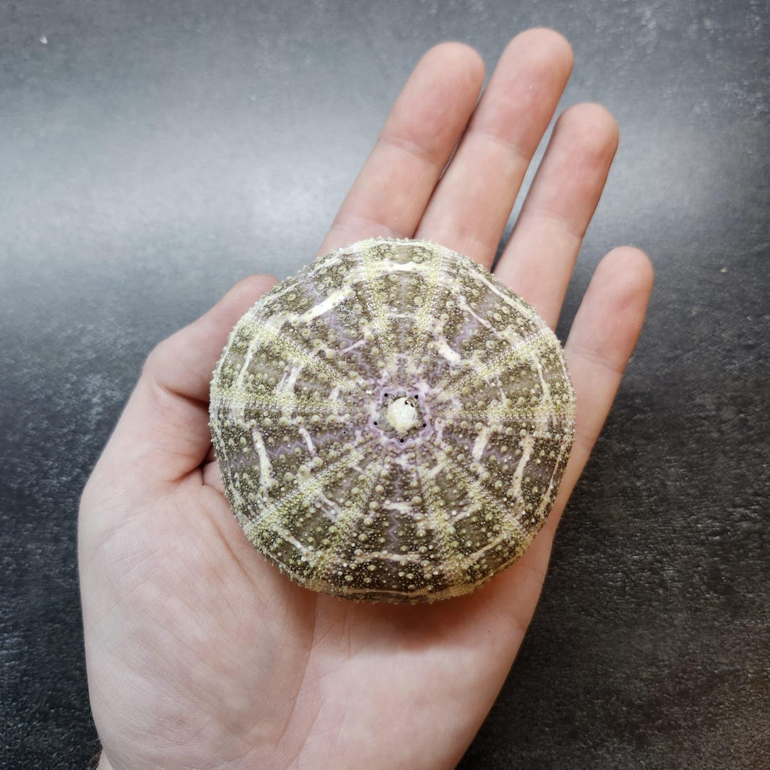 Real Large Dried Sea Urchin Specimen Striped Alfonso Small or Medium ...